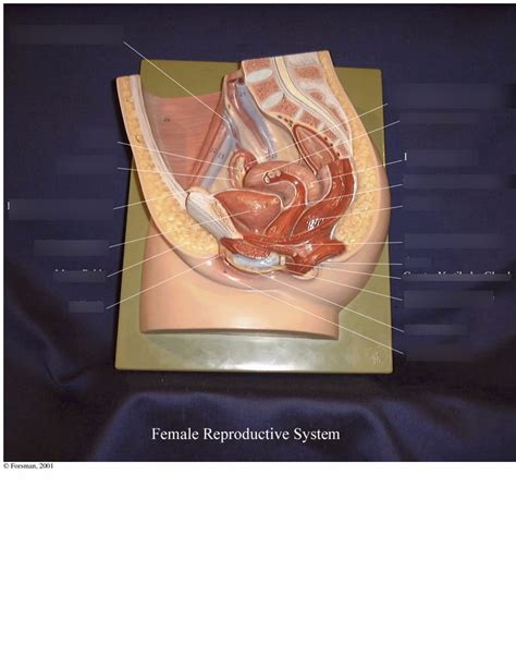 Female Anatomical Reproductive Model At Brayden Ologhlin Blog