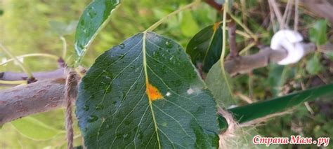 Оранжевые пятна на листьях молодой груши Сад огород Страна Мам