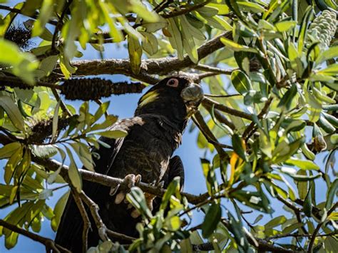 Different Types Of Parrots Guide Global Birding Initiative