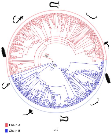 Bayesian Inference Gene Genealogy Of The Eg Ann Data Set Created With