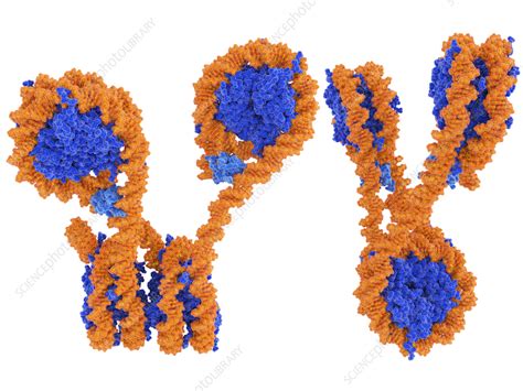Tetranucleosome Array Illustration Stock Image F036 5873 Science Photo Library
