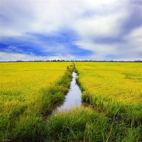 Hình ảnh đẹp Về Cánh đồng Lúa Chín ở Làng Quê Việt Nam