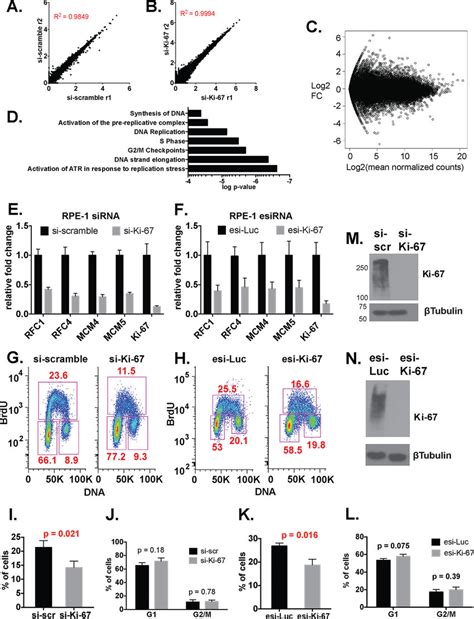 Ki 67 Depletion In Htert Rpe1 Cells Reduced S Phase Related Mrna