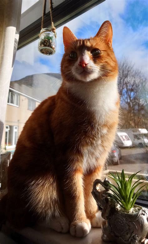 Leo Enjoying The Sun By Chaotic Cosmo On Deviantart