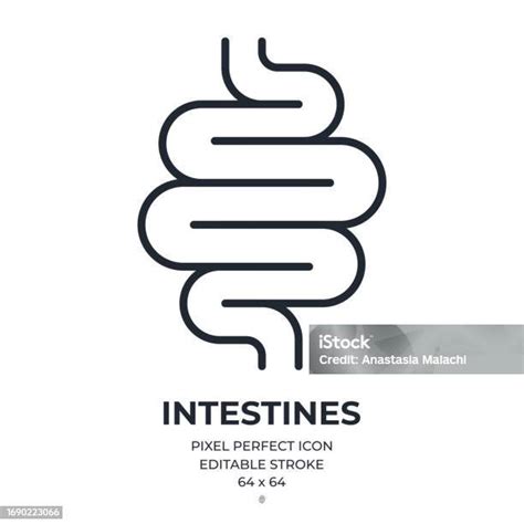 내장 내장 및 소화 시스템 편집 가능한 획 개요 아이콘은 흰색 배경 평면 벡터 그림에 분리되어 있습니다 완벽한 픽셀 64 엑스
