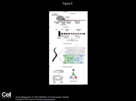New Moves In Motor Control Ppt Download