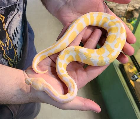 Python Regius Albino Ball Python Female 2 Pyt Regiusalbin