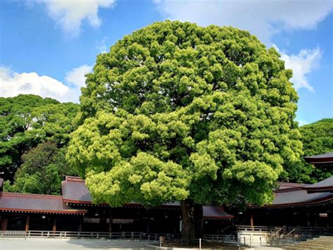 クスノキ楠の育て方や特徴を徹底分析 お庭の窓口
