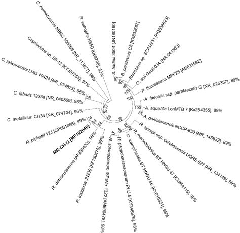 Unrooted Phylogenetic Tree Obtained By The Maximum Likelihood Method