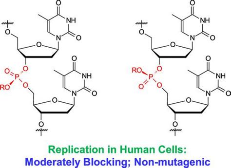 人体细胞中烷基磷酸三酯损伤的复制研究 Chemical Research in Toxicology X MOL