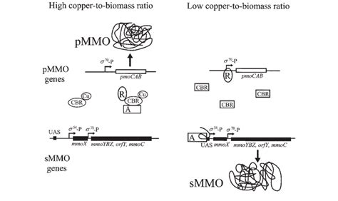 Model For The Copper Regulation Of The Genes Encoding The Methane