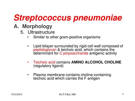 Ppt Streptococcus Pneumoniae Pneumococcus Powerpoint Presentation