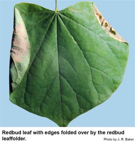 Redbud Leaffolder NC State Extension Publications