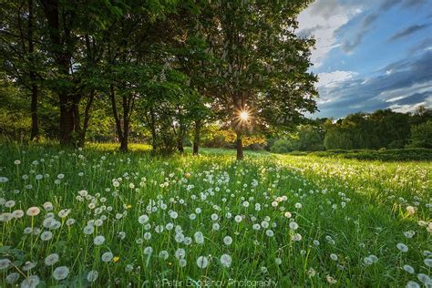 Зелена-поляна-с-глухарчета | Beautiful nature, Landscape photography ...