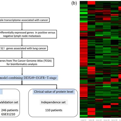 Overall Strategy For The Identification Of Nine Lymph Node Download Scientific Diagram