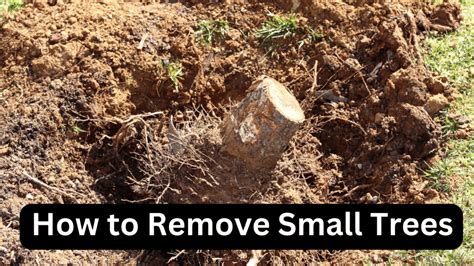 How To Remove Small Trees A Step By Step Guide