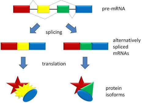 169 Eukaryotic Gene Regulation Rna Splicing Biology Libretexts
