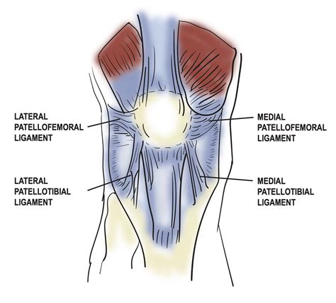 Anatomy Bony Pelvis And Lower Limb Medial Patellofemoral Ligament My