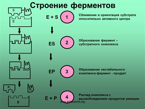 Классификация ферментов, отличие ферментов от биологических катализаторов