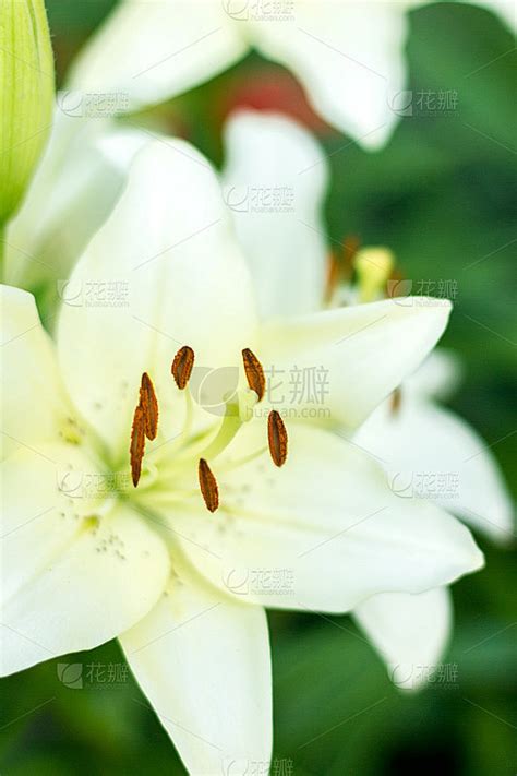 亚洲百合在花园里宏