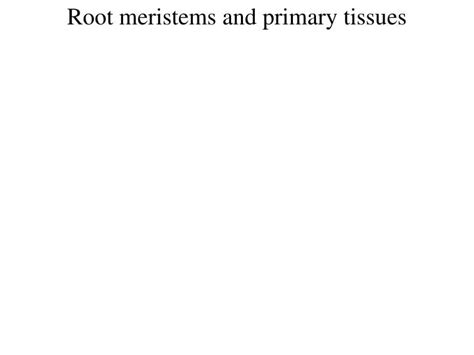 Ppt Root Meristems And Primary Tissues Powerpoint Presentation Free Download Id537313