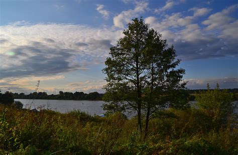 The NHBS Guide To UK Tree Identification Hoopoe A Blog By Nhbs
