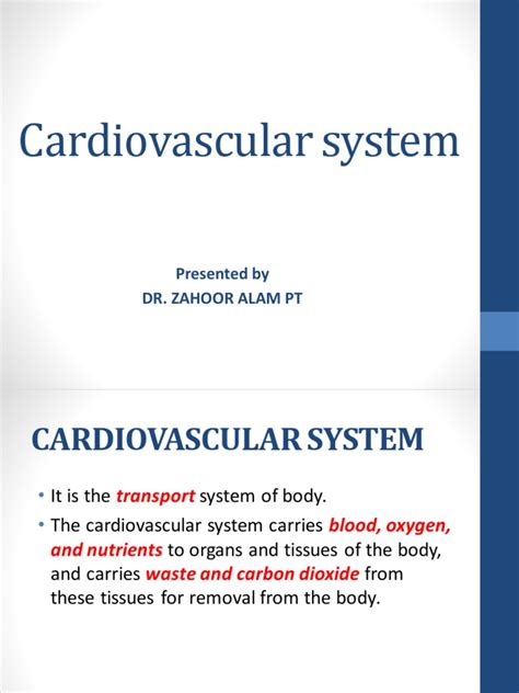 Cvs System Pdf Artery Vein
