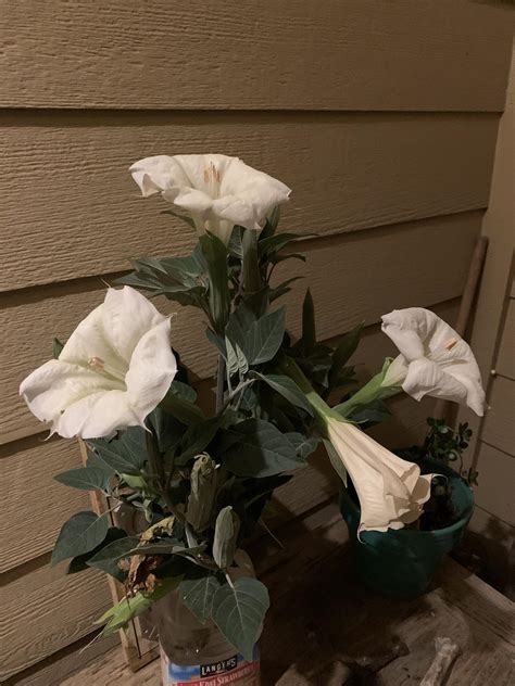 Datura Album On Imgur