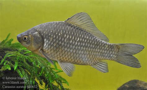 Goldfish Carassius Auratus