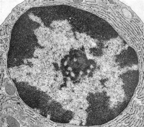 Electron Micrograph Nucleus Contains A Large Circular