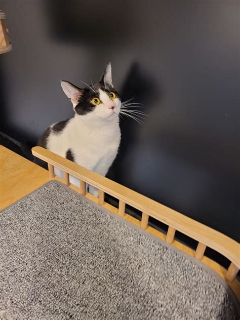 코리안숏헤어크림고양이 책임분양♥ 아이조아 유기방지입양 파양 강아지보호소 고양이보호소 무료분양센터