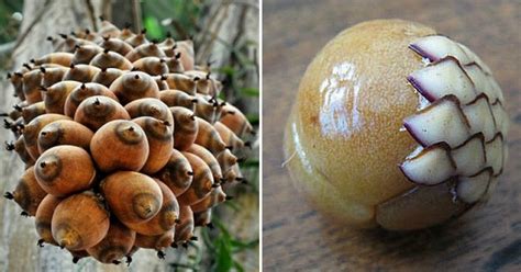 Необычные фрукты Со Вкусом