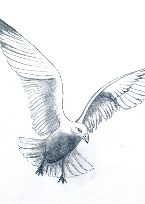 Чайка карандашом 66 фото