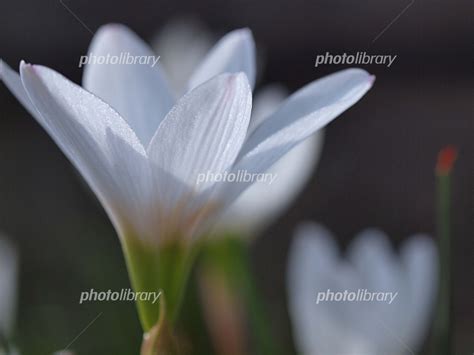 Photolibrary