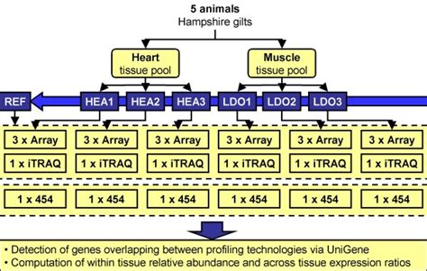 Overview Of The Experimental Design For Microarray And Itraq A Common Download Scientific