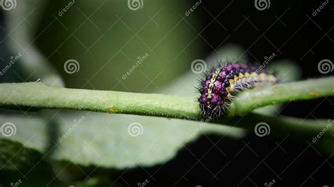 Caterpillar Of An Almond Tree Leaf Skeletonizer Moth Aglaope Infausta