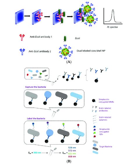 Application Of Fluorescence Biosensor In Foodborne Pathogen Detection Download Scientific