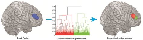 Hierarchical Cluster Analysis Of The Co Activation Profile Matrix