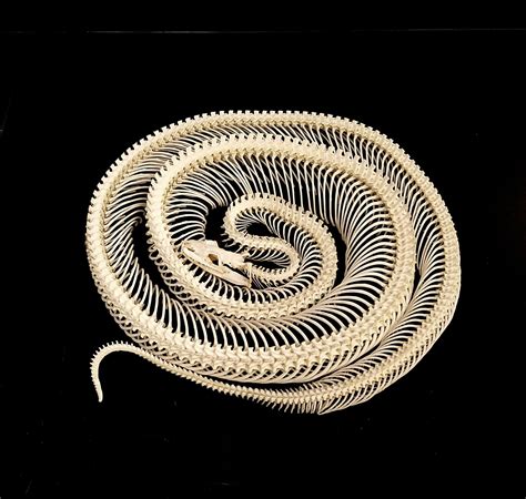 Burmese Python Skeleton
