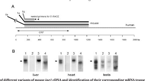 figure 1 from structure and regulation of the mouse ing1 gene