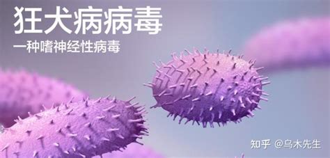被小动物咬伤抓破需要打狂犬疫苗么自己收藏用 知乎