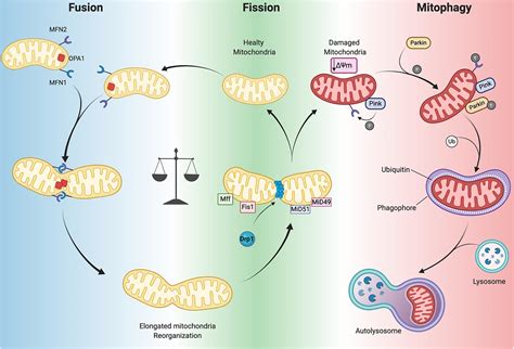 Frontiers Mitochondrial Function And Dysfunction In Dilated Cardiomyopathy