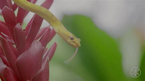 Js Live Demo Youtube