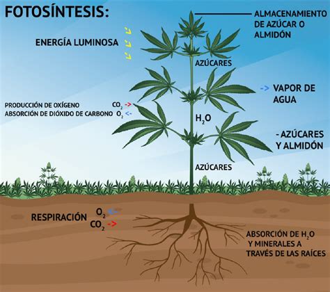 Fotosíntesis Clave Para El Equilibrio De Los Ecosistemas Y La Vida