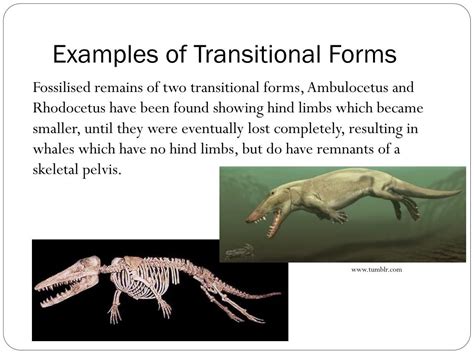 Ppt Blueprint Of Life Topic 4 Evidence To Support The Theory Of