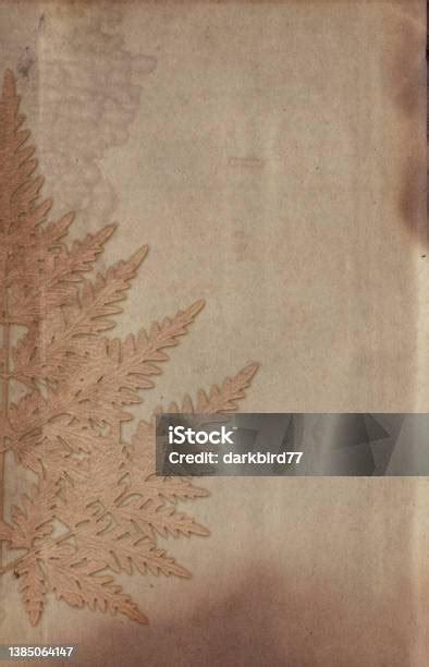 식물 릴리프 질감이 있는 오래된 빈티지 거친 종이 배경 양치식물에 대한 스톡 사진 및 기타 이미지 양치식물 일러스트레이션