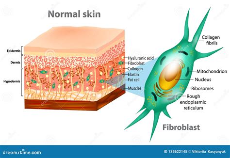 Fibroblast Is A Dermis Cell Structure Of Fibroblast Cell Cartoon Vector