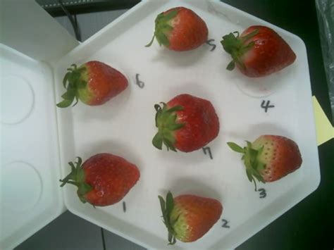 strawberry seg1 instance segmentation dataset by workspace