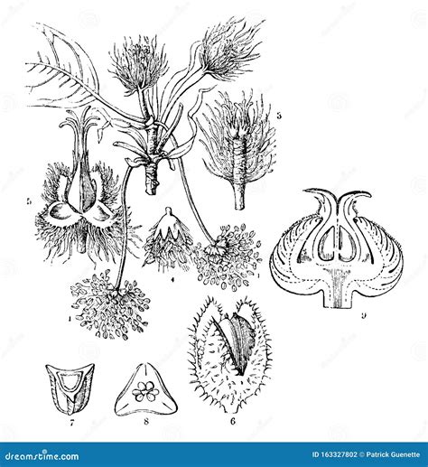 3d Illustration Of Fagus Sylvatica Tree Isolated On White Background 306257320