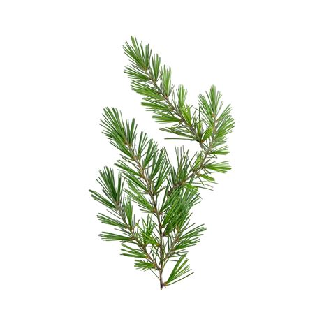 松樹葉顏色落葉植物 松葉 綠色 植物PNG去背圖片素材免費下載免摳圖設計圖案下載 Pngtree
